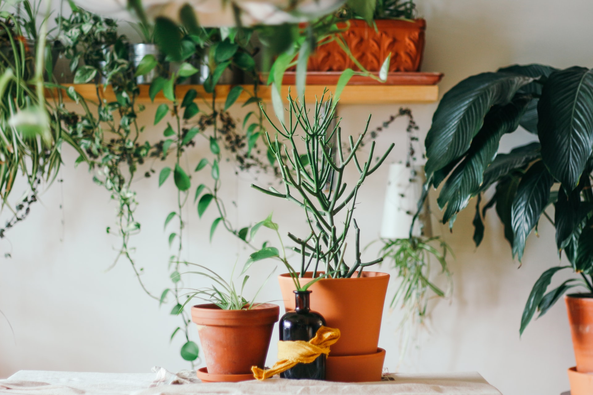 12 Benefits of Having Plants in Your House | Life With Krich